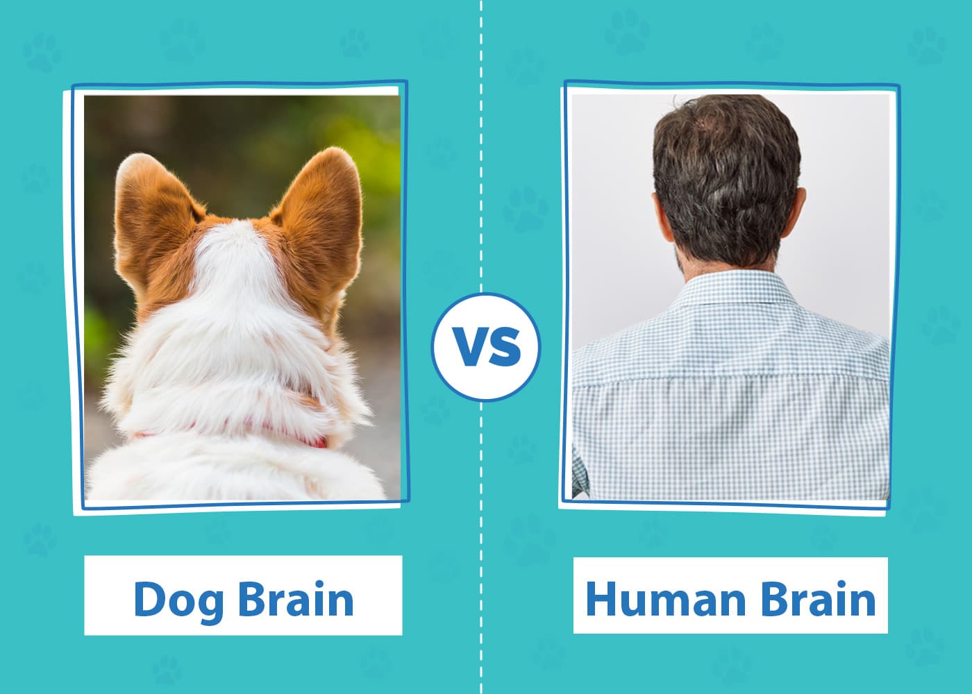 Dog Brain vs. Human Brain: Differences & Similarities – Dogster