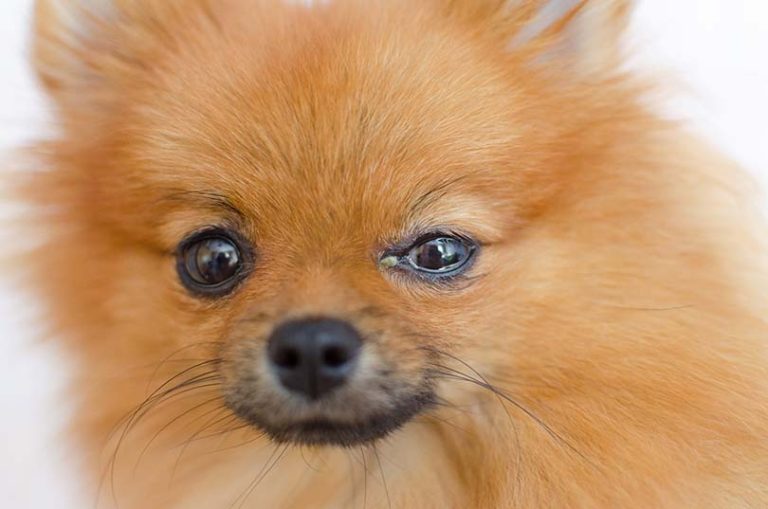 Why Is My Dog Squinting? 6 Vet-Verified Vision Issues – Dogster