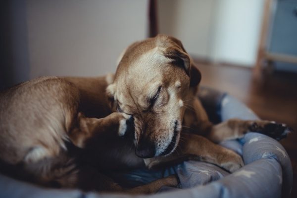 The Itchy Dog Survival Guide: Home Remedies That Help – Dogster