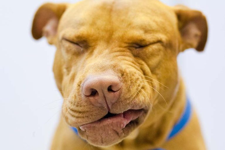 Why Do Dogs Sneeze When They Play? 8 Reasons – Dogster