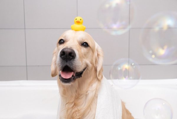 Are Bubbles Safe for Dogs? Everything You Need to Know! – Dogster