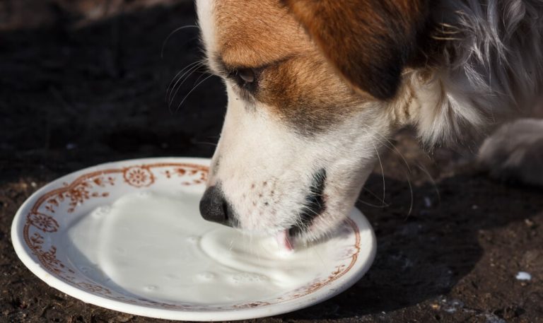 Can Dogs Drink Milk? Vet Verified Nutrition Facts & FAQ – Dogster