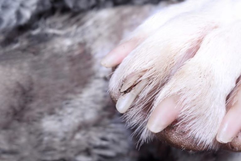 How to Treat Your Dog’s Broken Nail: Vet-Explained Step-By-Step Guide ...