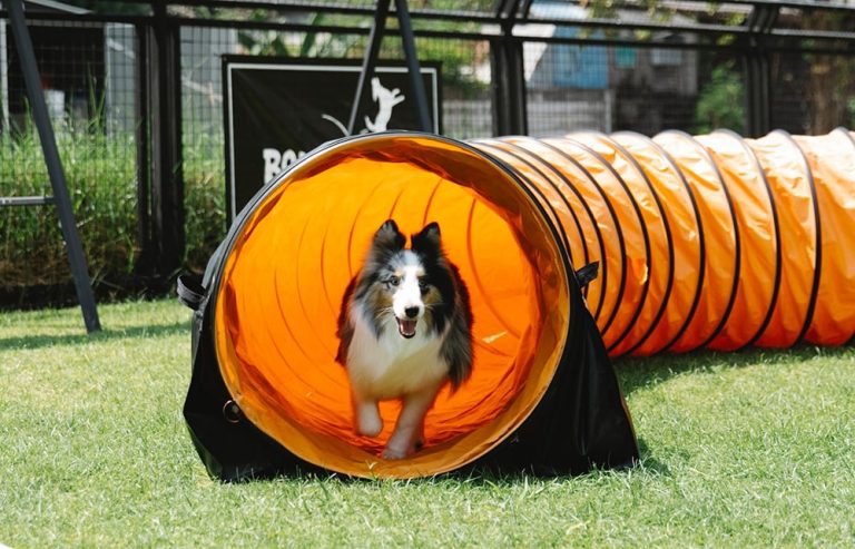 5 DIY Dog Playground Plans You Can Make Today (With Pictures) – Dogster