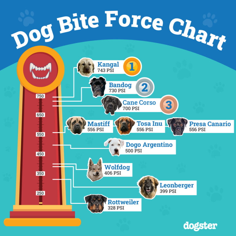 21 Dog Breeds With the Strongest Bite Force (With PSI Measurements ...