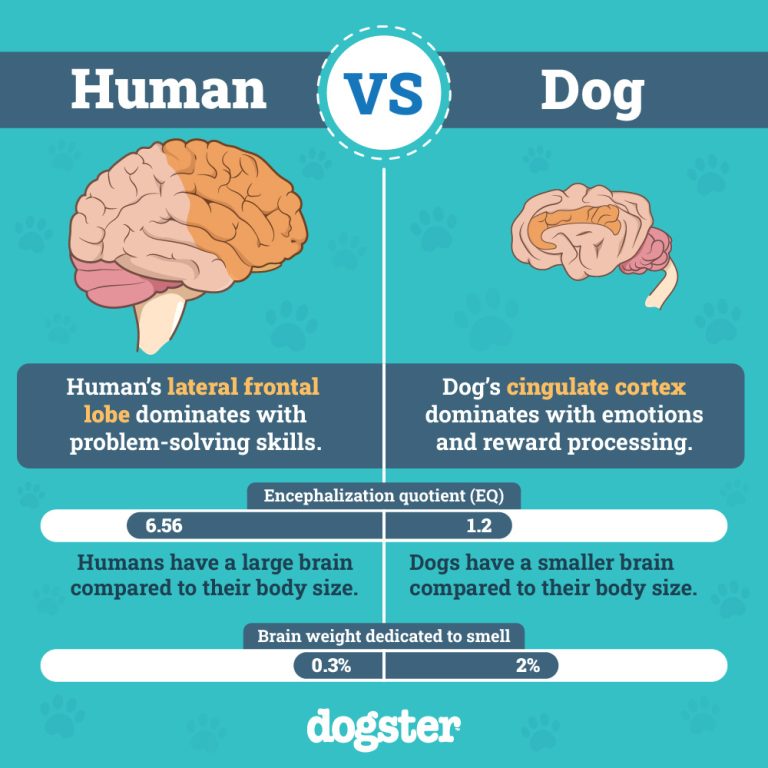 12 Vet-Verified Dog Brain Facts You'll Be Surprised to Learn – Dogster
