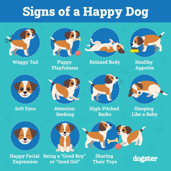 Understanding Dog Body Language: Vet-Approved Guide With Pictures – Dogster