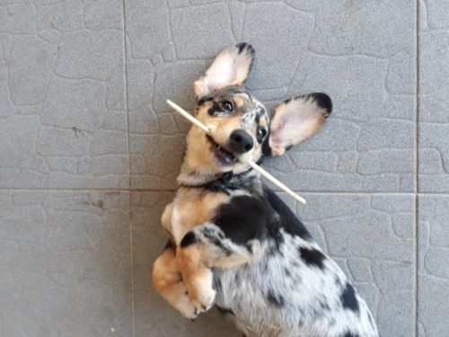 Dorgi (Dachshund & Corgi Mix) Dog Breed: Info, Pictures, Care & Facts ...