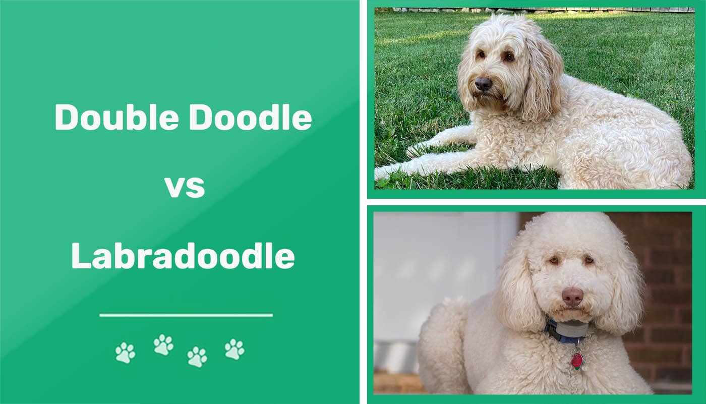 Double Doodle vs. Labradoodle: Key Differences (With Pictures) – Dogster