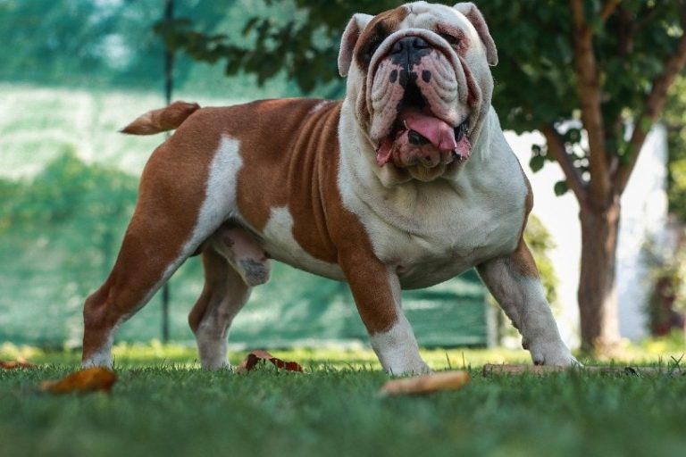 What Were Bulldogs Bred For? History, Ancestors & Anatomy – Dogster