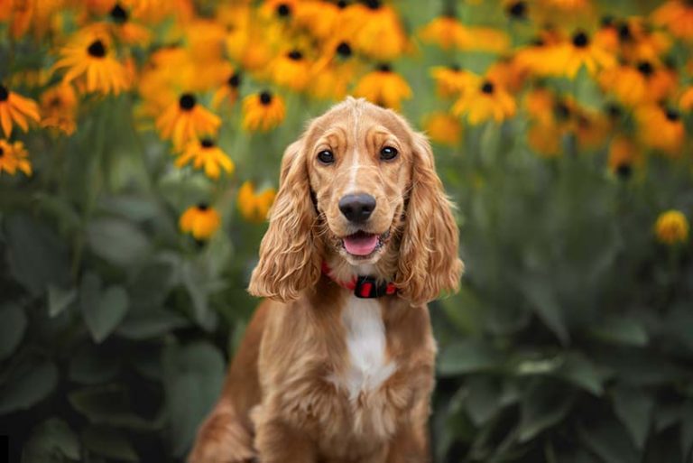 7 Great Cocker Spaniel Haircuts You Can Try Today (With Pictures) – Dogster