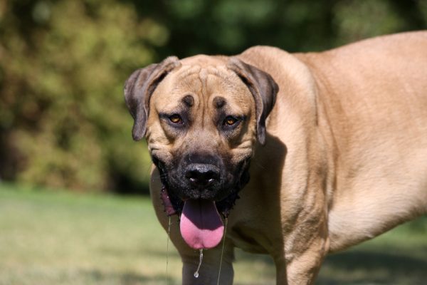 11 Dog Breeds That Drool the Most: With Info, Pictures & Traits – Dogster