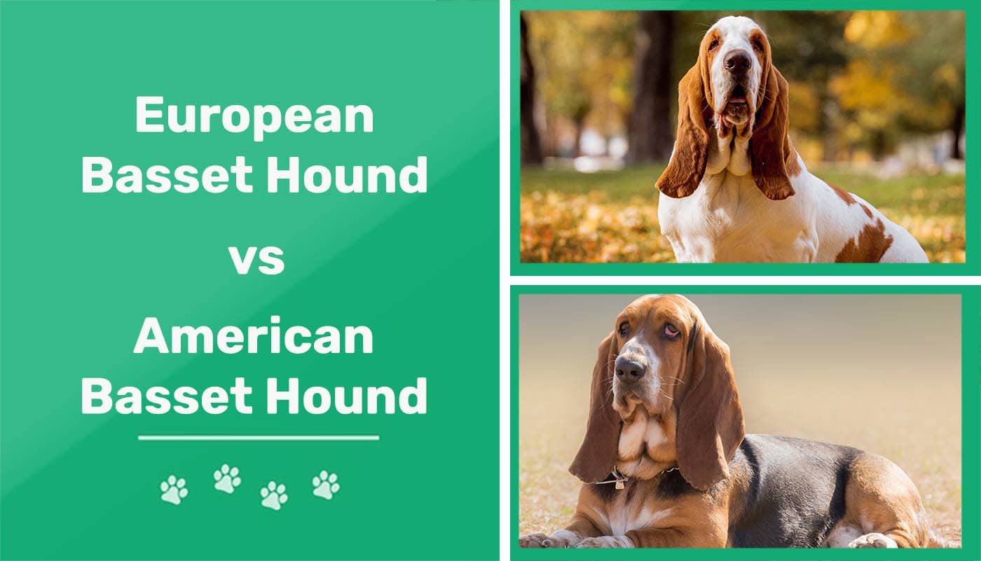 European vs. American Basset Hound: Main Differences (With Pictures ...