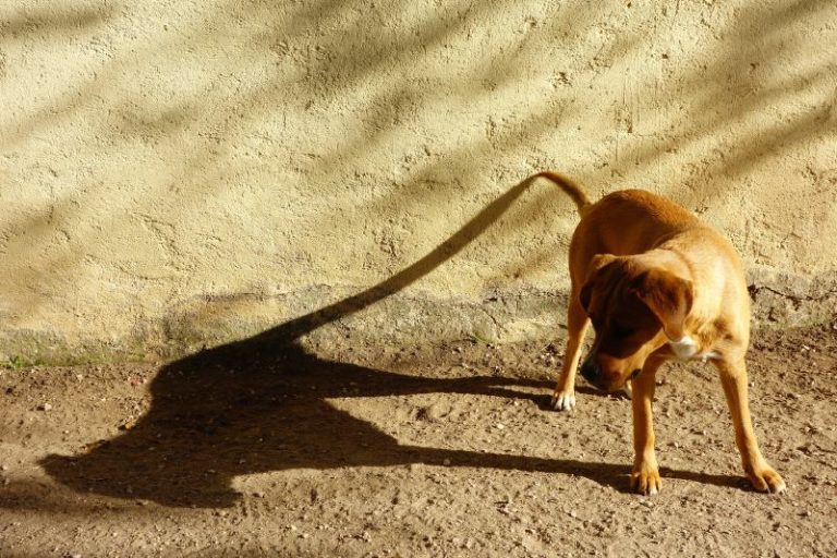 Why Do Dogs Chase Shadows? Vet-Reviewed Instinct & Behavior Explanation ...