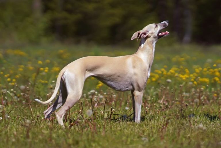 Whippet Dog Breed: Info, Pictures, Facts & Traits – Dogster