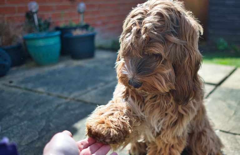 How to Train a Cockapoo: 4 Tips & Tricks – Dogster