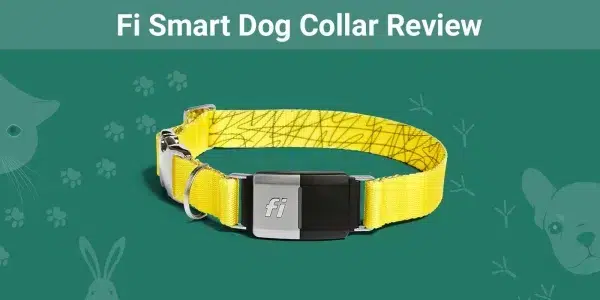 Fi Smart GPS Dog Collar Review 2024: An Expert's Breakdown – Dogster