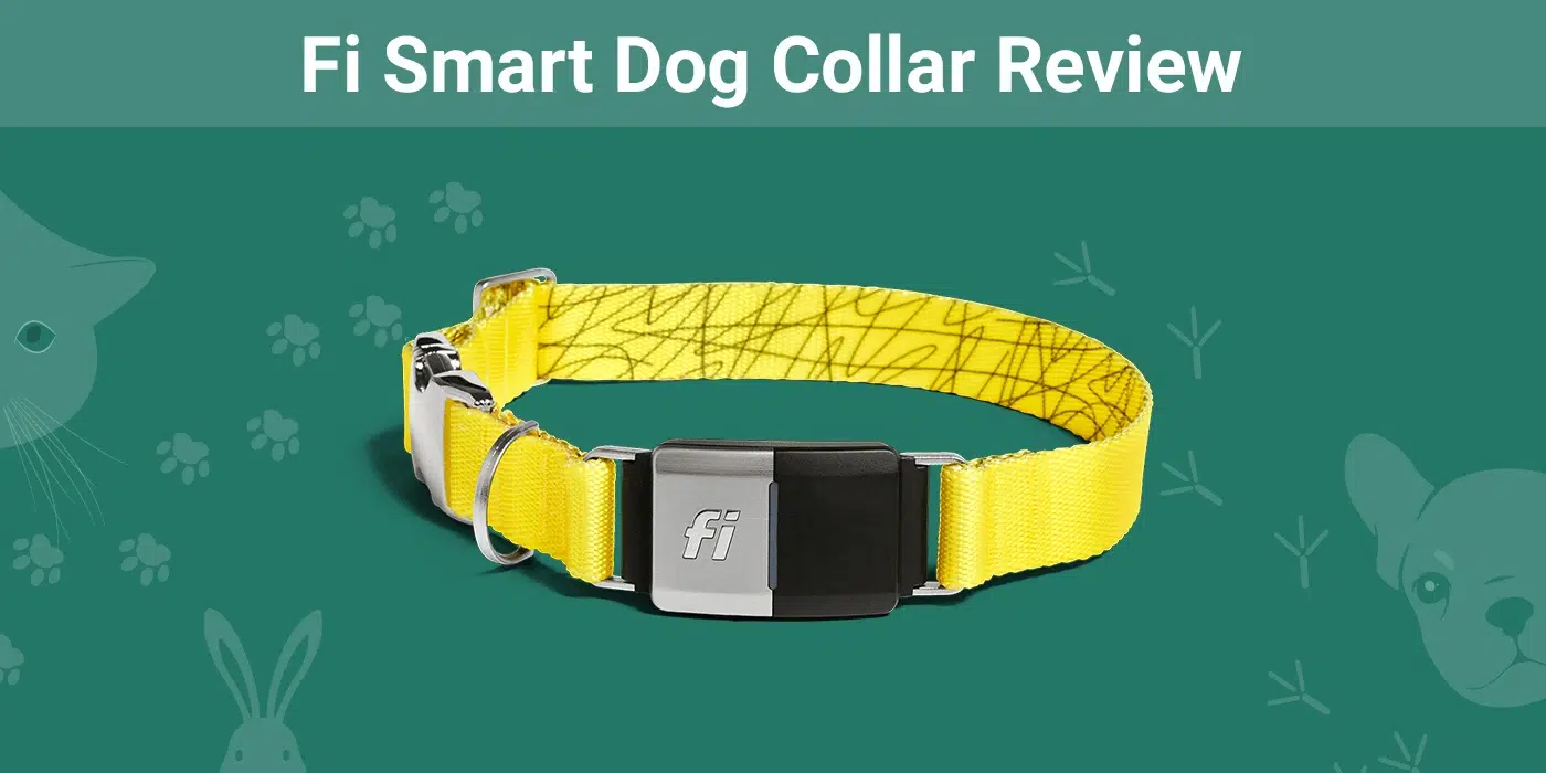 Fi Smart GPS Dog Collar Review 2024: An Expert's Breakdown – Dogster