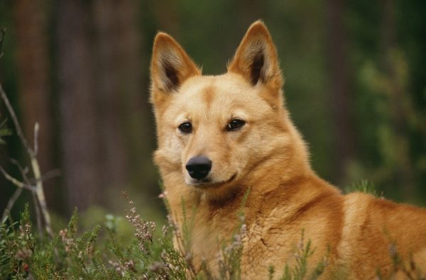 Finnish Spitz Dog Breed: Info, Pictures, Traits & Care – Dogster