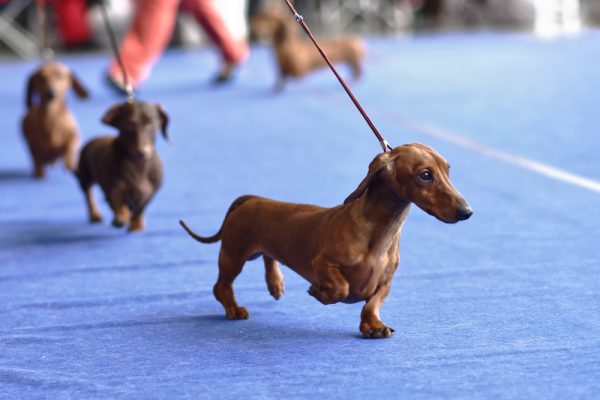 Training a Show Dog: A Beginner's Guide – Dogster