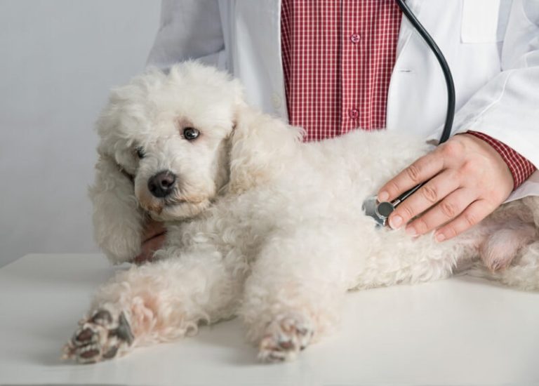 7 Poodle Health Issues: Vet-Approved Signs & Treatment – Dogster