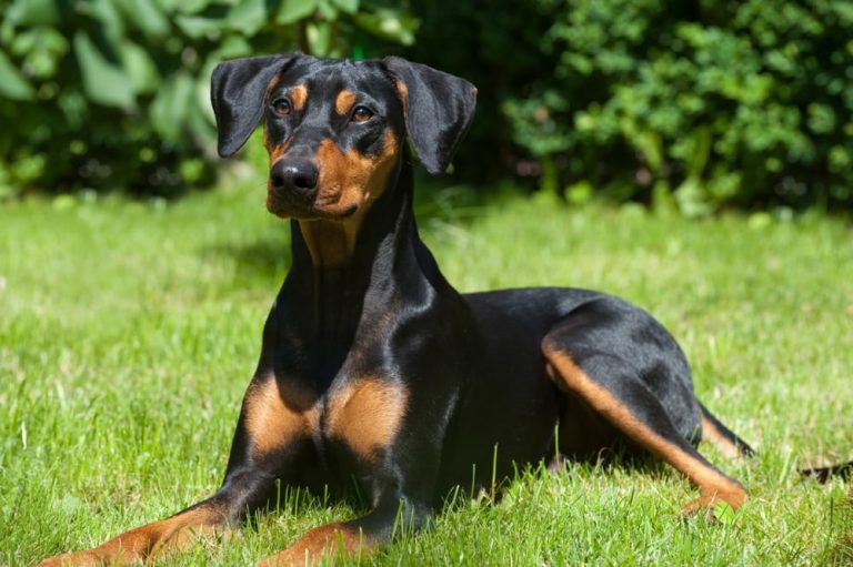German Pinscher Dog Breed: Info, Pictures, Origin & More – Dogster