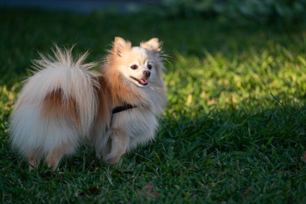 German Spitz Dog Breed: Info, Pictures, Care & More – Dogster
