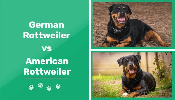 German vs American Rottweiler: The Key Differences (With Pictures ...