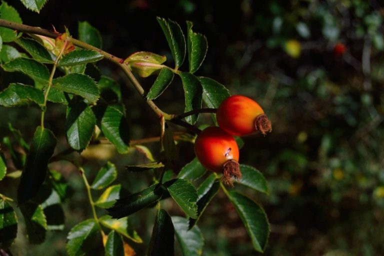 What Berries Can Dogs Eat? Vet-Verified Nutrition Facts & FAQ – Dogster