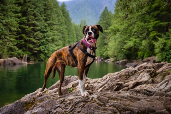 Golden Boxer (Golden Retriever & Boxer Mix): Info, Pictures, Care ...