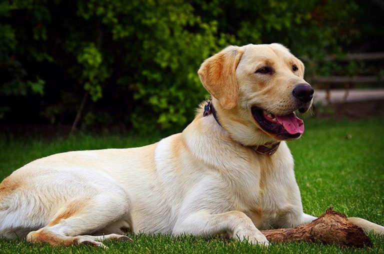 Golden Labrador (Goldador) Dog Breed: Info, Pictures, Care & More – Dogster