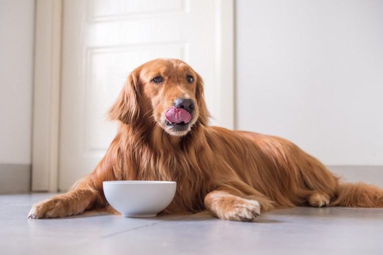 How Good Is Your Dog's Sense of Taste? What Science Tells Us – Dogster
