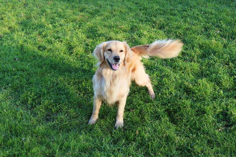 Understanding Your Dog's Ancestral Instincts: Vet-Verified Facts & FAQ ...