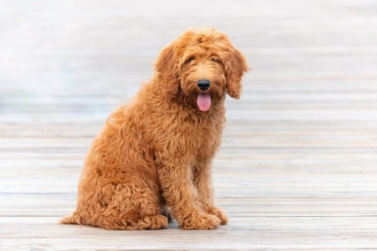 100+ Marvelous Mixed Dog Breeds You'll Love (With Info & Pictures ...