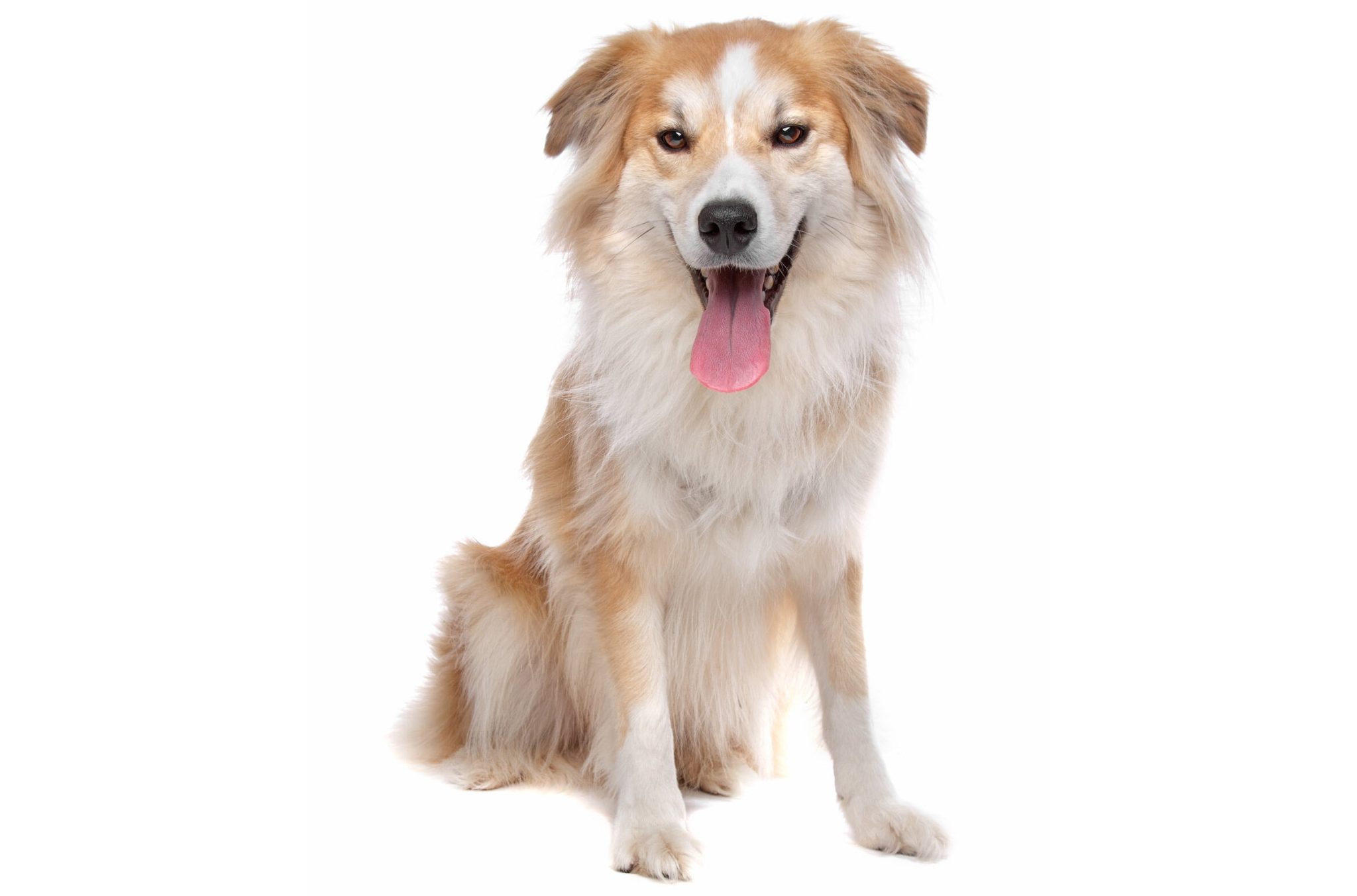 Golden Border Retriever Dog Breed: Info, Pictures, Care & More – Dogster