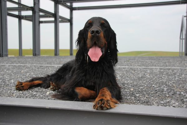 Gordon Setter: Info, Pictures, Facts & Traits – Dogster