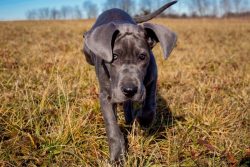 Miniature Great Dane Info Pictures Temperament More Dogster