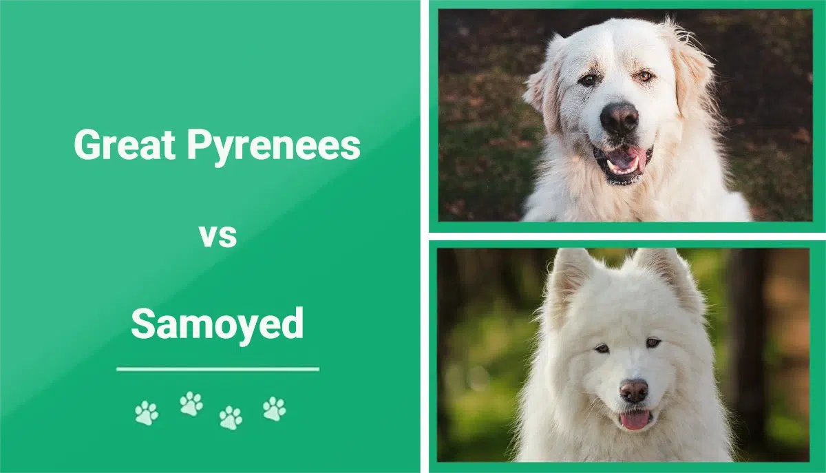 Great Pyrenees vs. Samoyed: The Differences (With Pictures) – Dogster