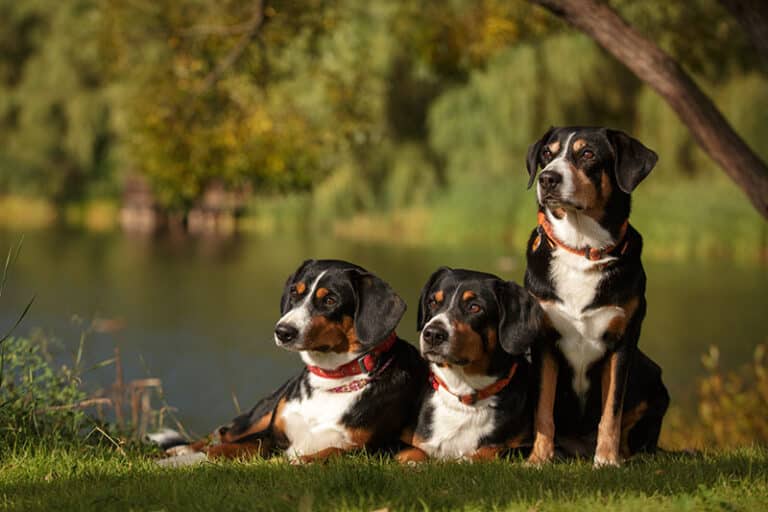 Appenzeller Sennenhund: Dog Breed Info, Pictures, Facts, & Traits – Dogster