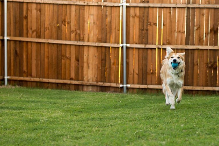 How to Build a Dog Run: Step-by-Step Guide in 2026 – Dogster