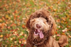 10 Interesting Labradoodle Facts That You Should Know – Dogster
