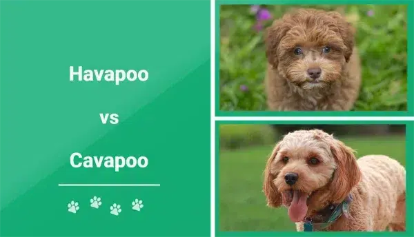 Havapoo vs Cavapoo: Differences Explained (With Pictures) – Dogster