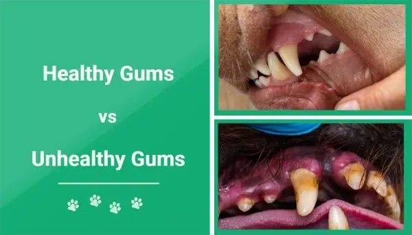 Color Healthy Dog Gums Vs Unhealthy