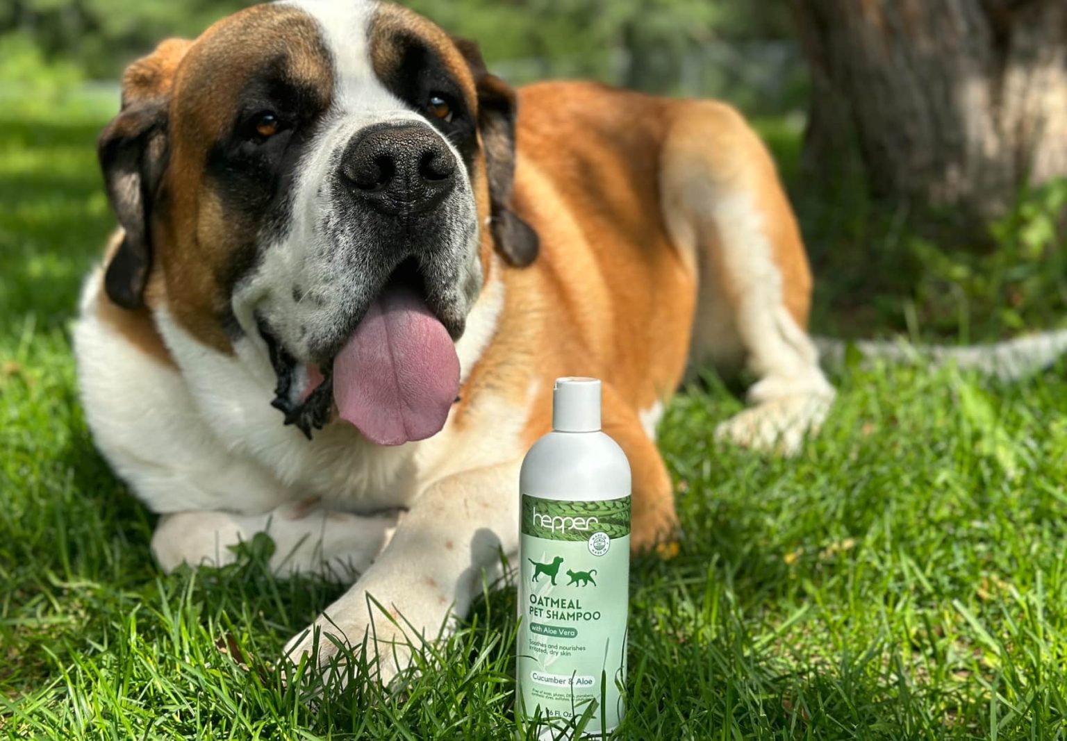 10 Best Dog Shampoos for Yorkies in 2024: Reviews & Top Picks – Dogster