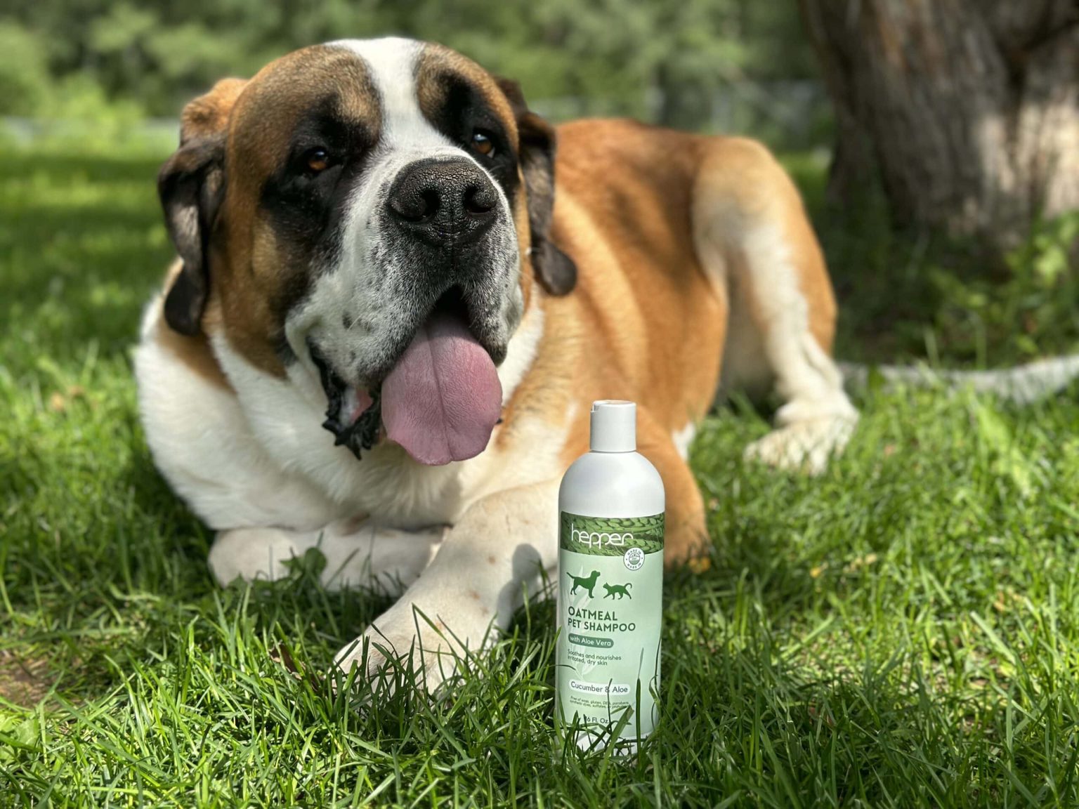 11 Best Dog Shampoos for Dandruff in 2024: Reviews & Top Picks – Dogster