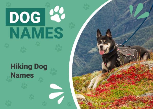 138 Hiking Dog Names: Outdoor & Adventurous Options for Your Pet – Dogster