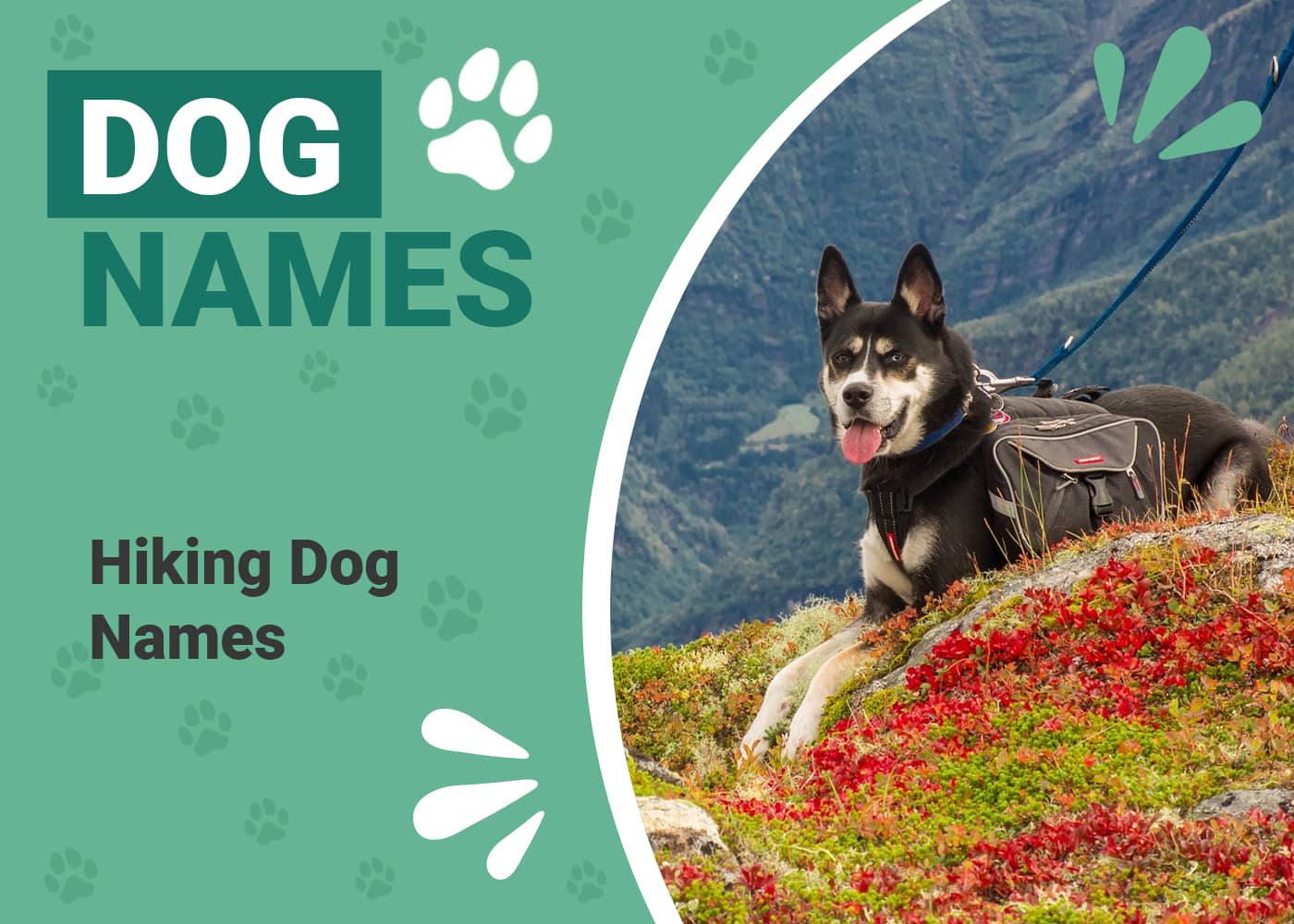 138 Hiking Dog Names: Outdoor & Adventurous Options for Your Pet – Dogster