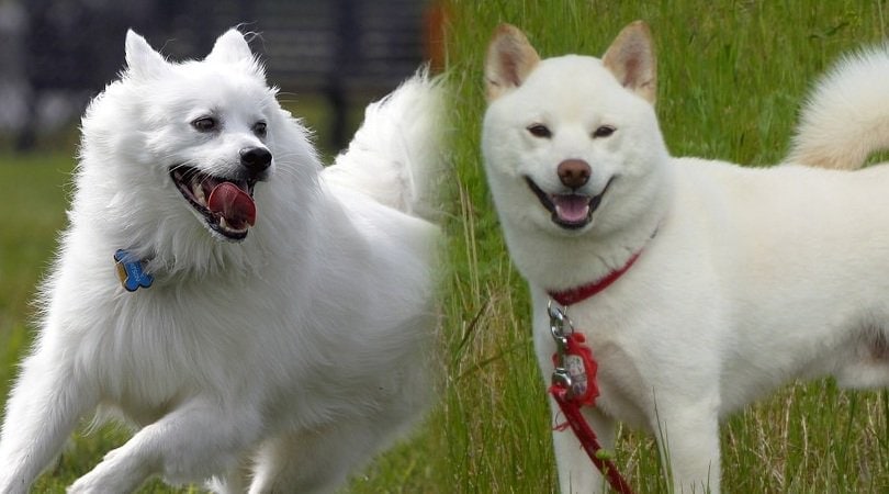 Imo-Inu (American Eskimo and Shiba Inu Mix): Info, Pictures, Care ...