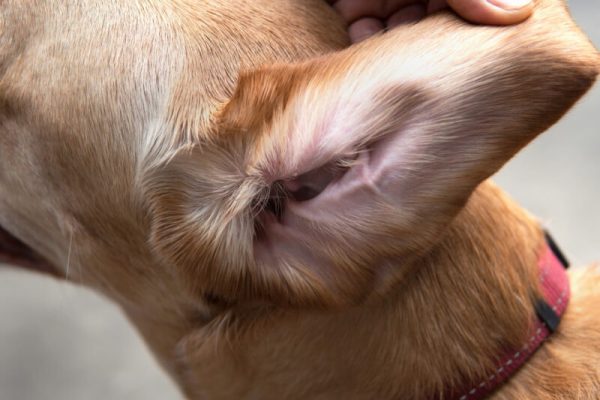 11 Fascinating Facts About Your Dog’s Ears: Vet-Reviewed Facts & FAQ ...