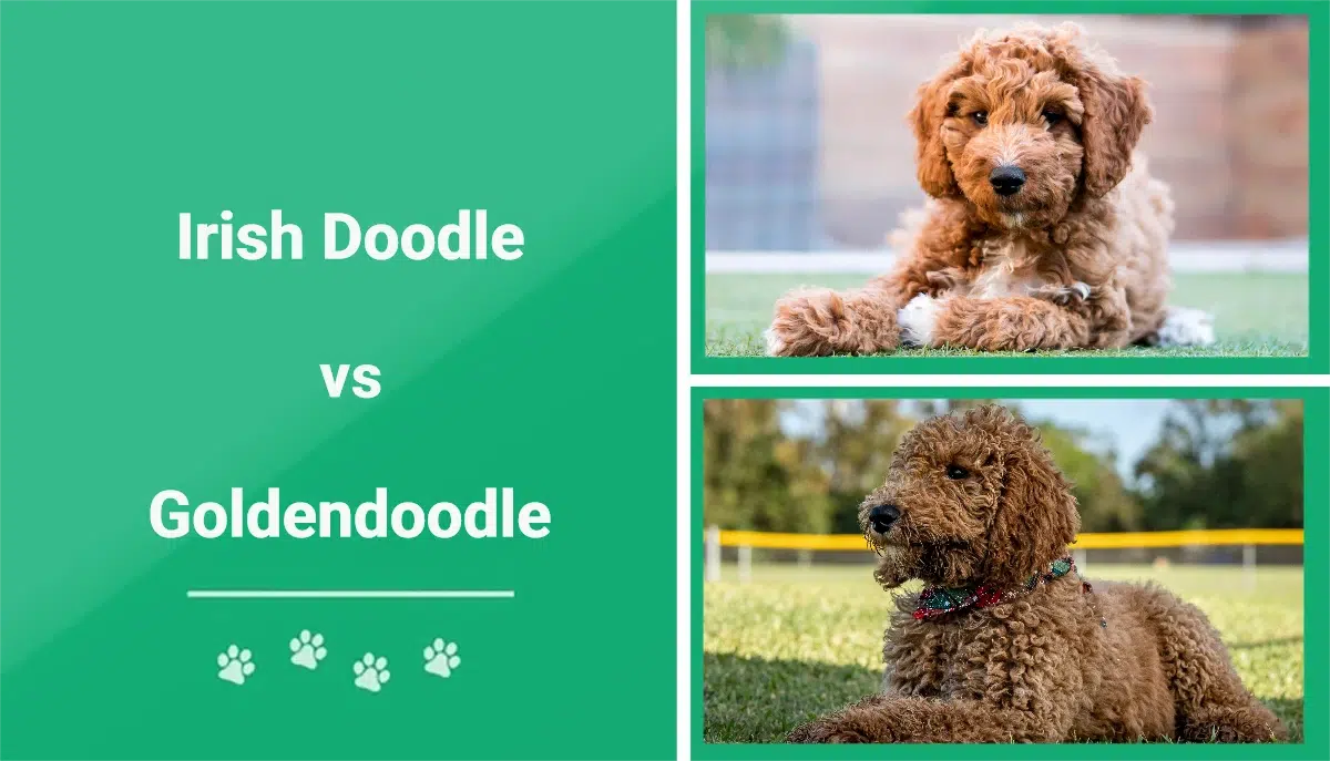 Irish Doodle vs Goldendoodle: The Differences (with Pictures) – Dogster